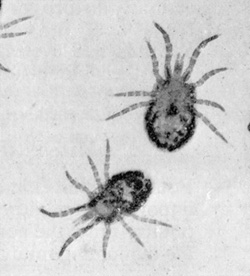 Indian Runner Duck Club | External Parasites Which Affect Domestic ...