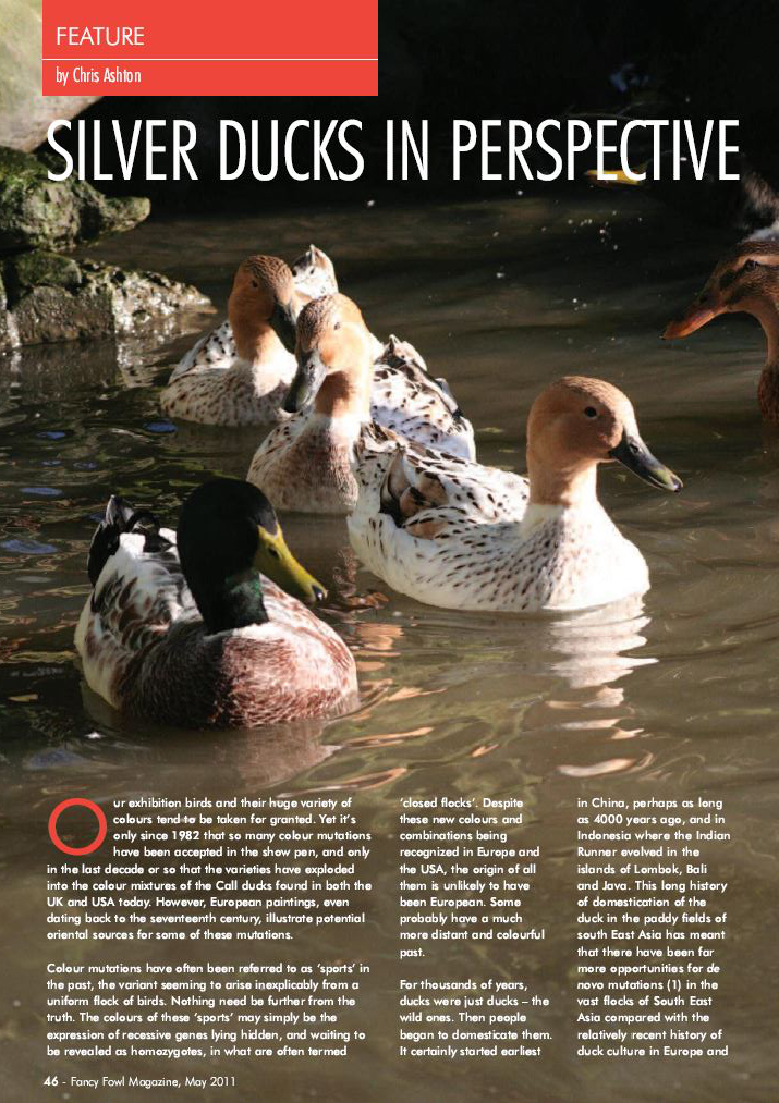 Indian Runner Duck Club | Repository